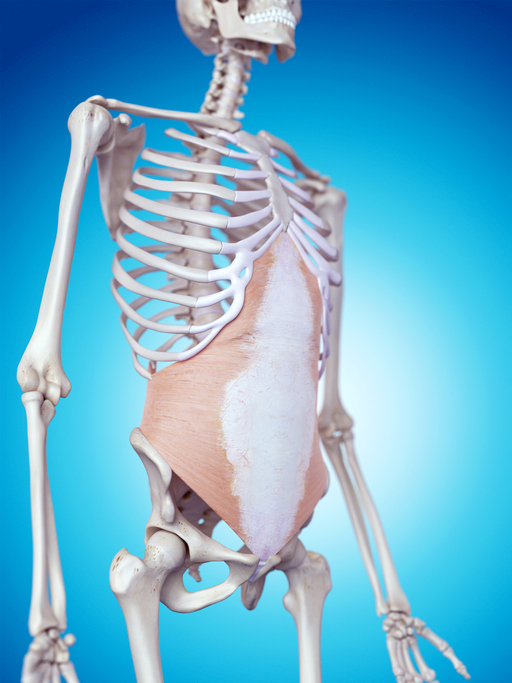 Le transverse, accusé à tort dans la lombalgie ? Explications - Physio ...