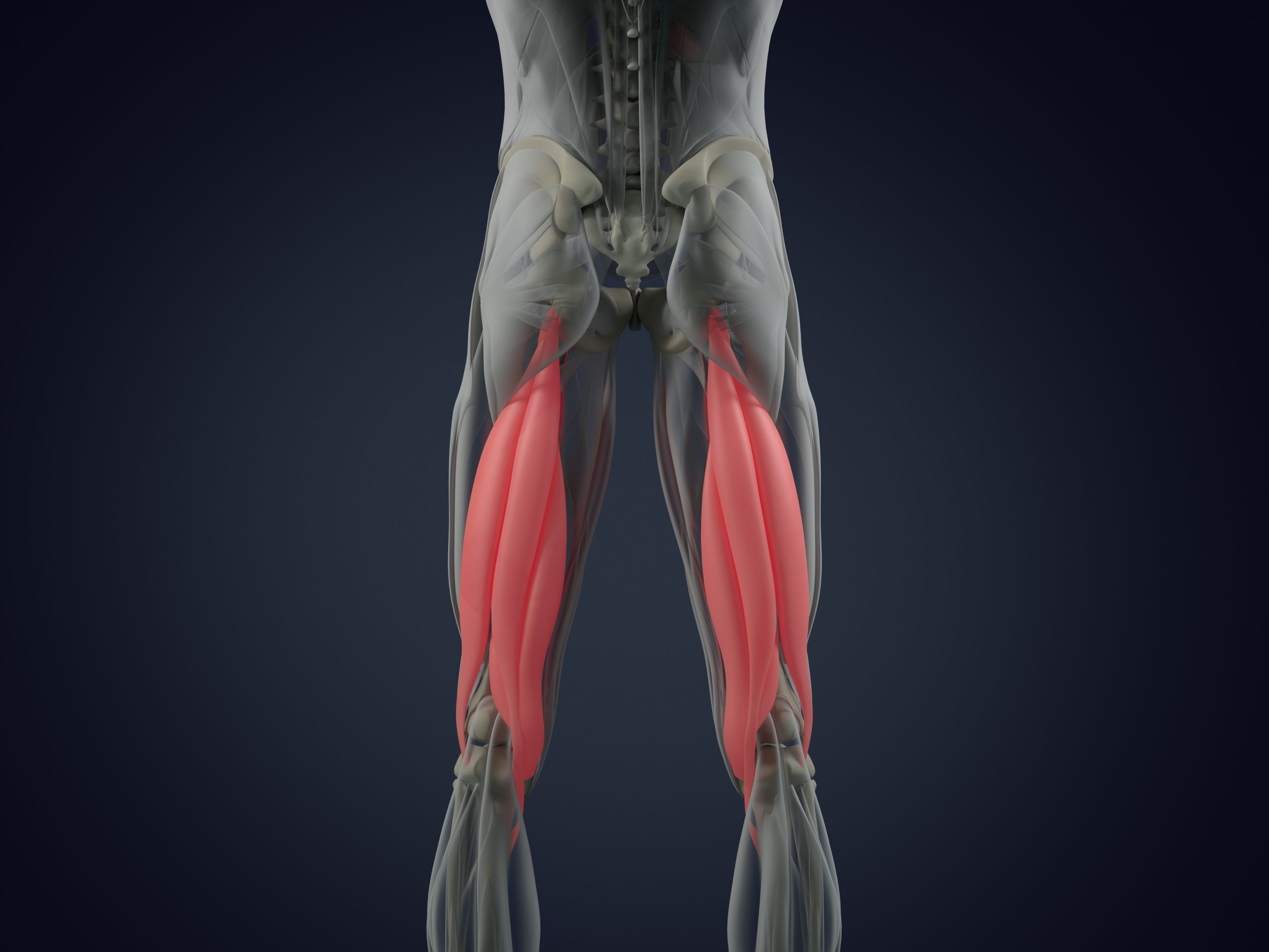 Progression du Nordic Harmstring - Physio Network