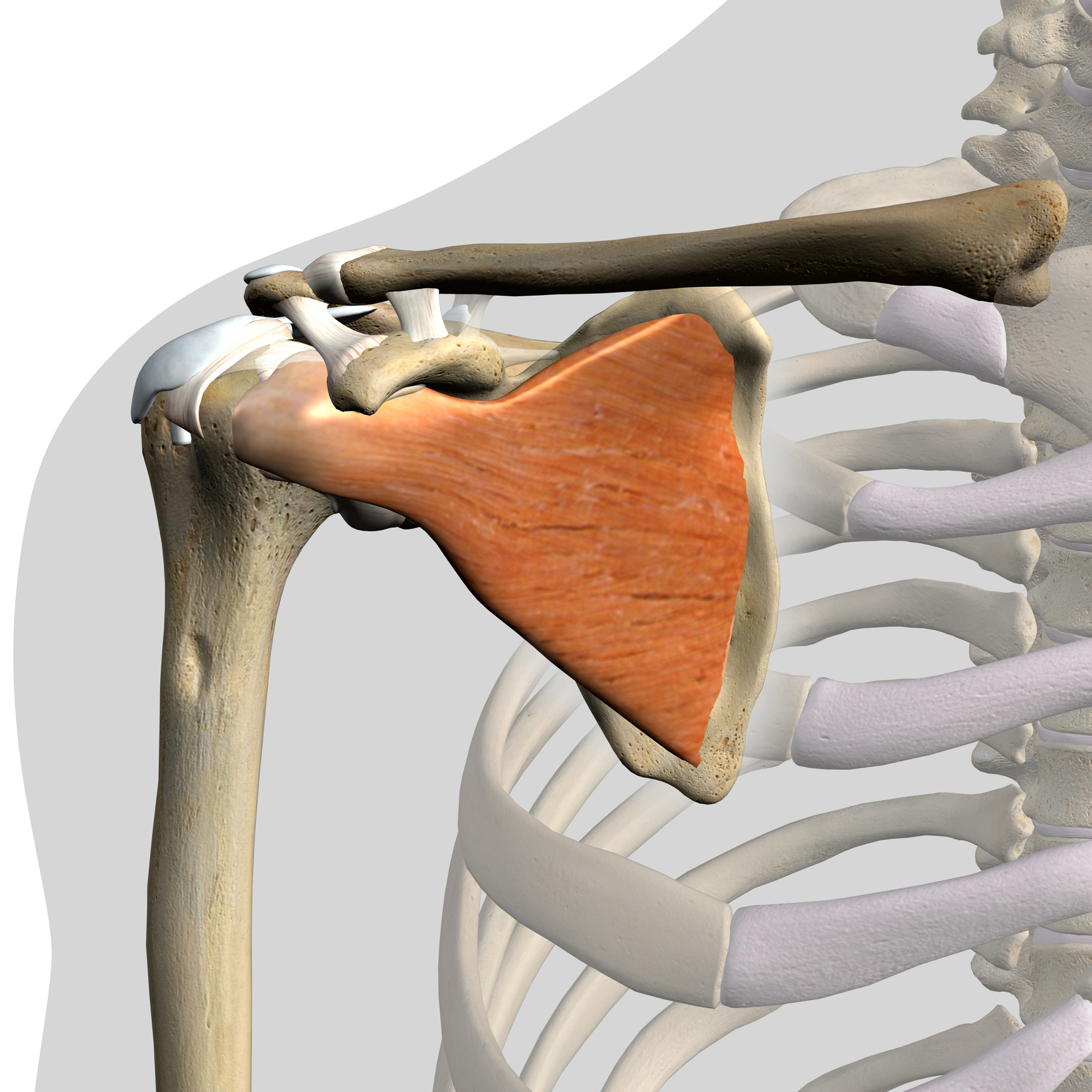 Da Pesquisa à Prática: Reparação do Tendão Subescapular - Physio Network