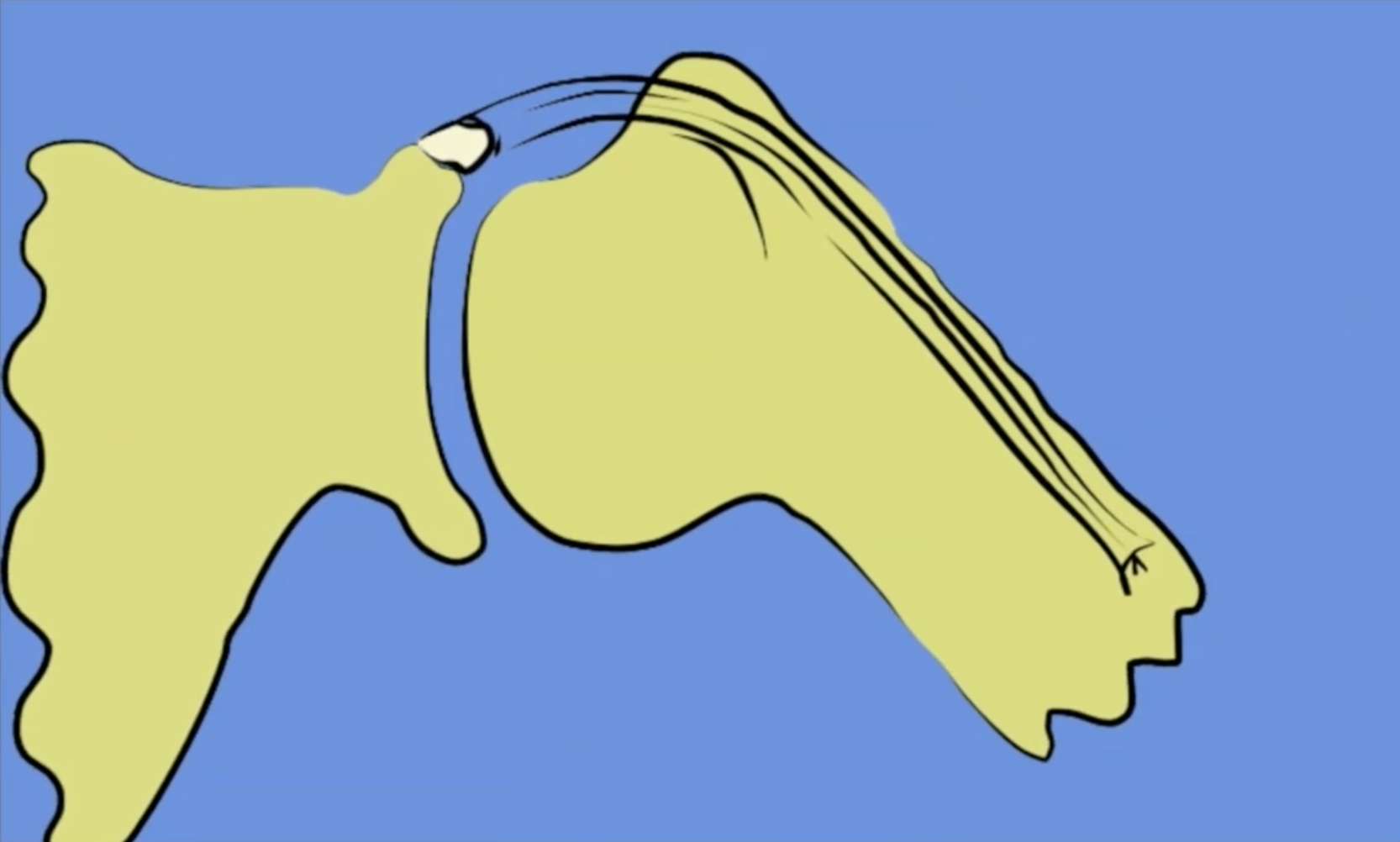 Mechanism Of Labral Injury — Physio Network